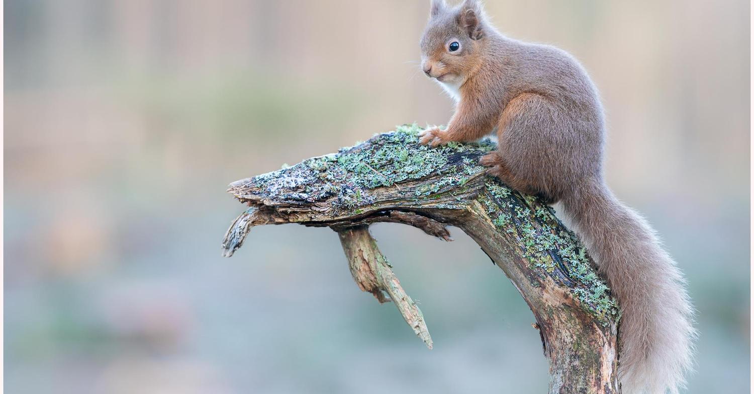 Saving Scotland’s Red Squirrel | West Highland Peninsulas